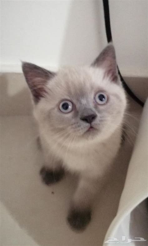 أنثى سكوتش ستريت بلو بوينت