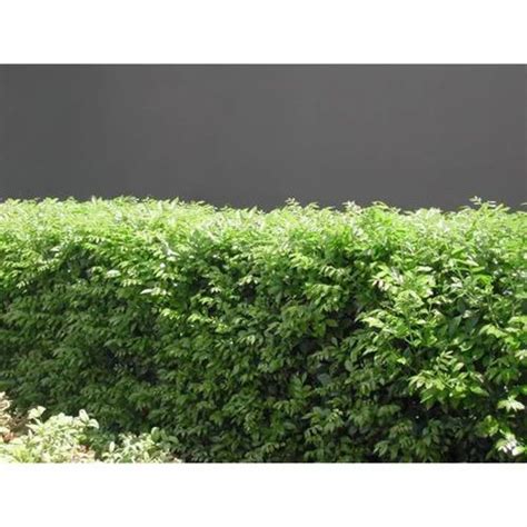 Green Moringa Oleifera Murraya Paniculata Plants For Plantation At ₹ 50kg In Greater Noida