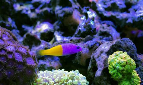 The Royal Dottyback Pictichromis Paccagnellorum Stock Image Image