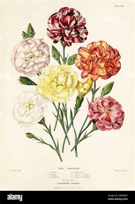 White Carnation Flower Drawing