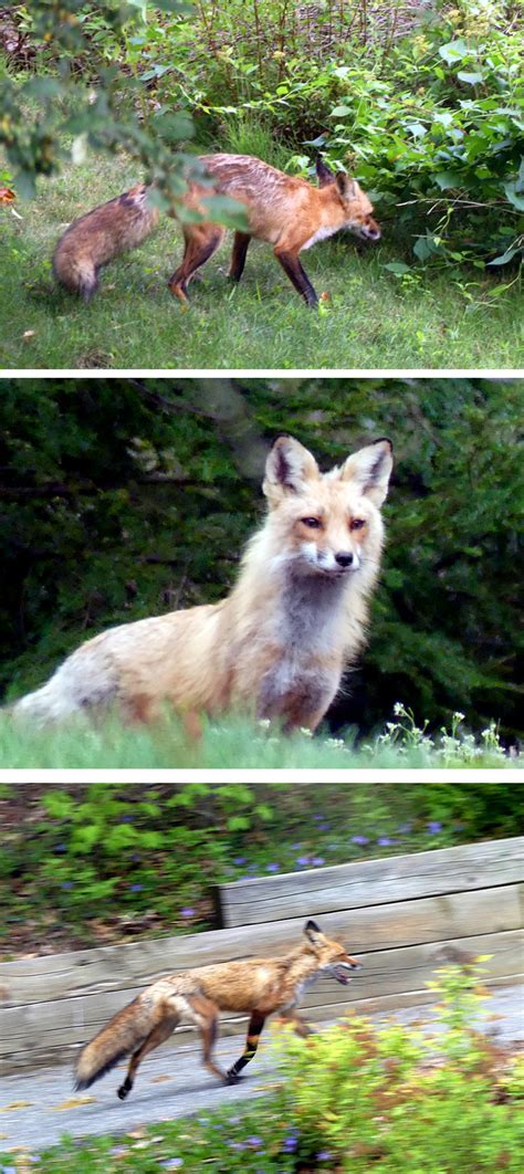 Bright Eyes And Bushy Tailed Lincoln Through The Lens