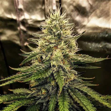 Silver Napalm Real Gorilla Seeds