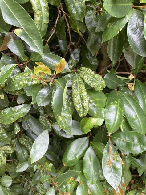 Hedges Leafy Bubble Rgardeningaustralia