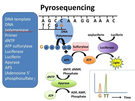Pyrosequencing Market Recent Trends And Competitive Landscape Forecast