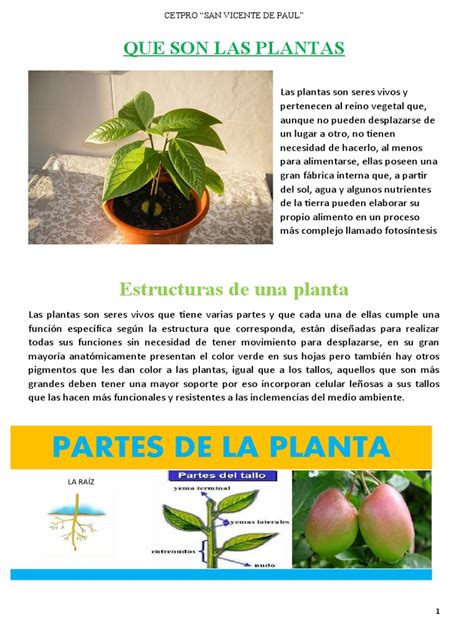Las Plantas Pdf