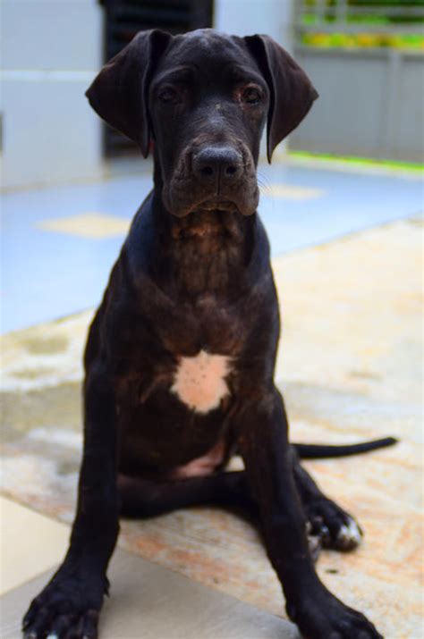 Great Dane Puppies Sold 3 Months Pure Black Great Dane Puppies From
