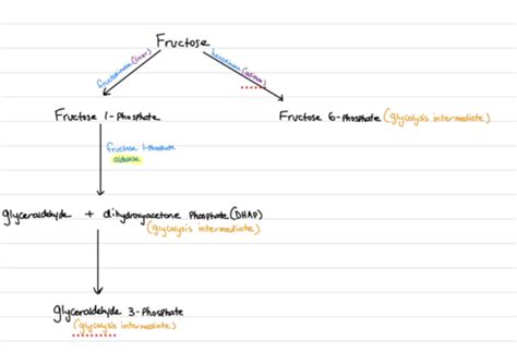 Biochem Exam 4 Chapter 14 Flashcards Quizlet