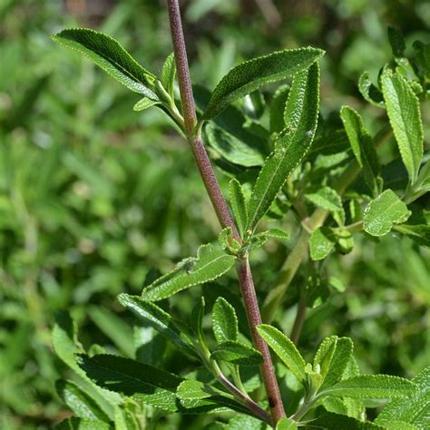 Traditional Uses And Benefits Of Black Sage Health Benefits