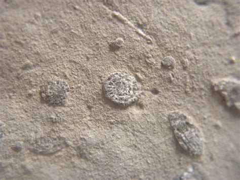 24 Billion Year Old Microfossils Provide Insights Into The Great
