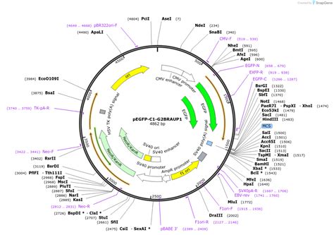 Addgene Pegfp C1 G2braup1