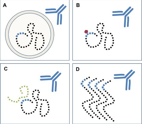 Potential Matrix Dependent Obstacles Of Successful Antibody Binding To Download Scientific