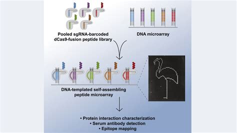 Crispr Based Tech Could Revolutionise Antibody Based Diagnostics