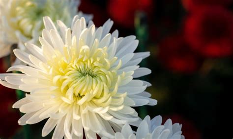The 18 Best Perennial Mums That Come Back Every Year A Z Animals
