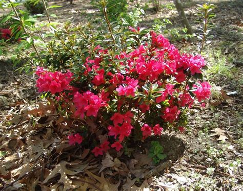 Buy Azalea Autumn Ruby Plants Free Shipping Over 150