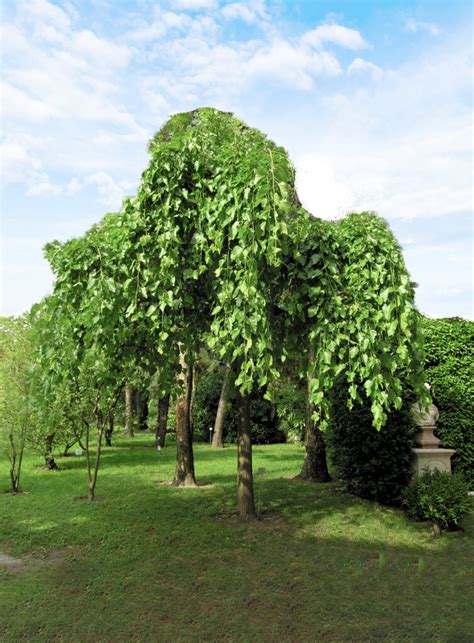 Morus Alba Pendula Zambelli Vivai Canneto S O