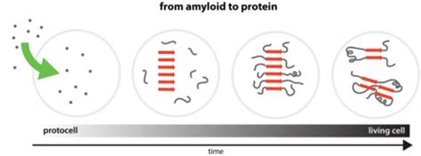 Short Peptide Amyloids Are A Potential Sequence