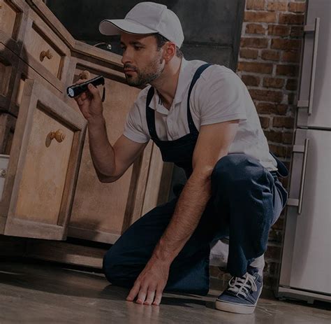 Best Pest Control Professionals In Las Vegas Effective Infestation Control