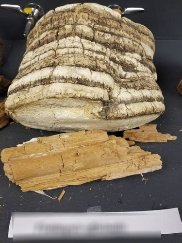 Basidiomycota Flashcards Quizlet