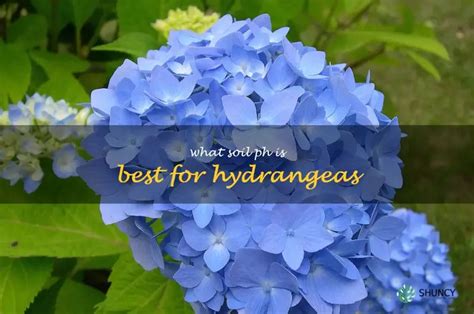 Discover The Perfect Soil Ph Level For Growing Healthy Hydrangeas Shuncy