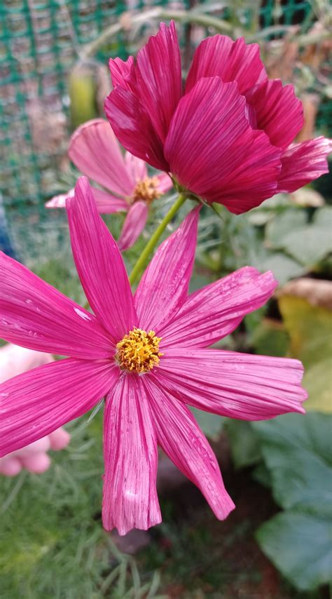 Crazy Worm Lady Crazy Worm Lady Added A New Photo