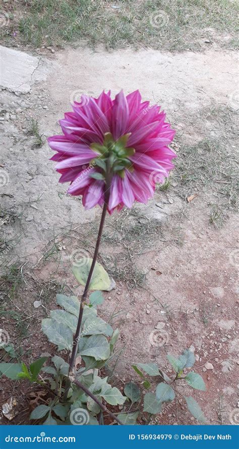 Flower In Assam Stock Image Image Of Guwahati Flower 156934979