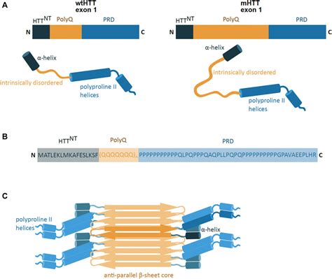 Frontiers Molecular Strategies To Target Protein Aggregation In Huntingtons Disease