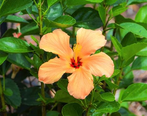 Ringling Museum Of Art Sarasota Florida