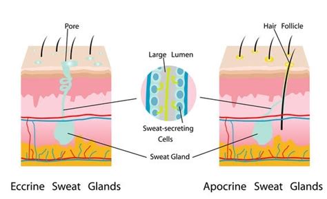 Eccrine And Apocrine Sweat Glands