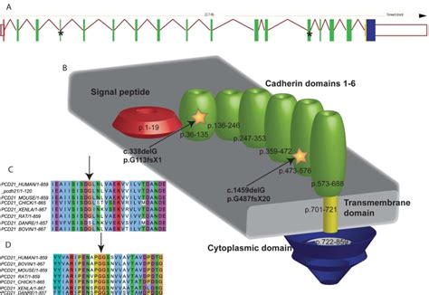 These Are Illustrations Of Both The Exon Structure And A Schematic Of