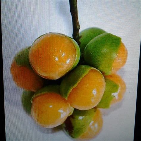What Fruit Is In Season Now In Puerto Rico At Charles Macias Blog