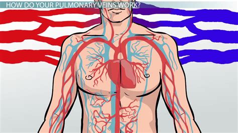 Pulmonary Vein Function Where Is The Pulmonary Vein Located Video And Lesson Transcript