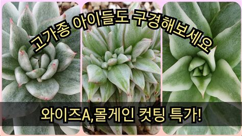 12월 19일 고가종의 금 아이들과 특가 컷팅아이도 있어요 구경해보시고 찜해보세요 다육이 다육 다육이금 다육식물