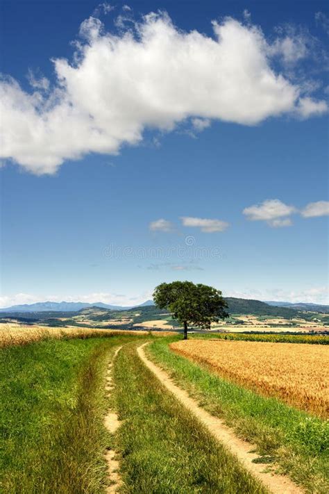 Beautiful Scenery Of A Path In The Countryside With A Single Tree In