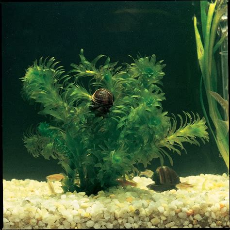 Why Are The Cells In The Elodea Plant Easy To See Hernandez Birs1996