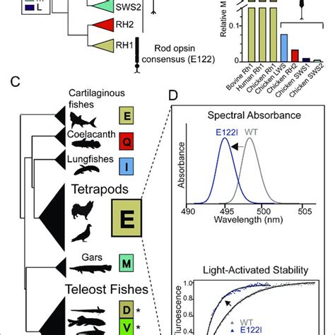 Natural Variation At Site 122 Determines Rhodopsin Function And
