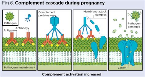 Pregnancy 4 Effects On The Digestive Lymphatic And Immune Systems
