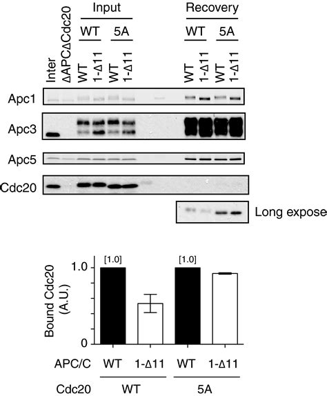PP2AB56 Binds To Apc1 And Promotes Cdc20 Association With The APC C