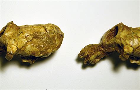 Mesopithecus Στεφανία Βελδεμίρη