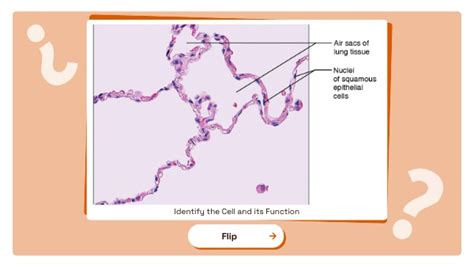 Cell Identification Genially