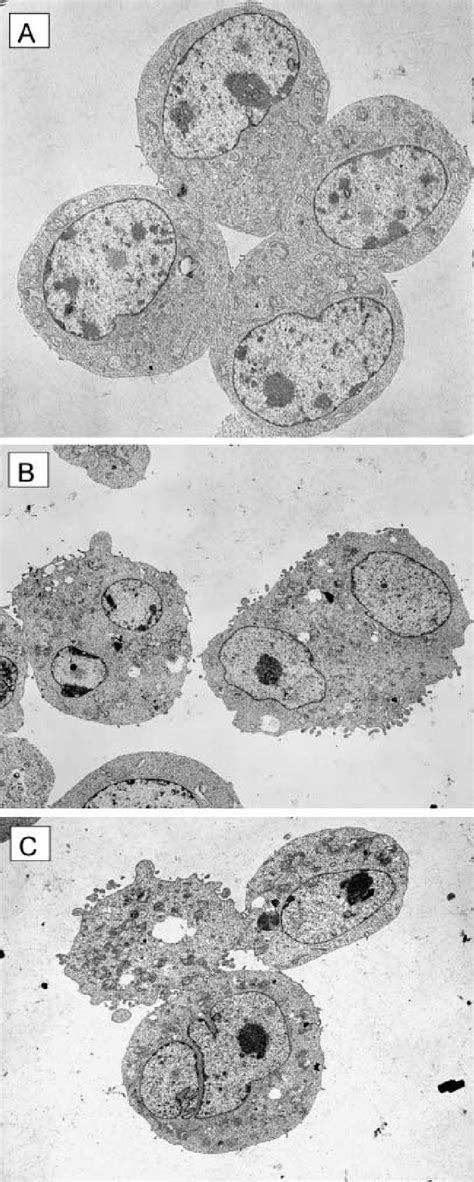 A C Representative Apoptosis In Cho Cells Indicated By Nuclear