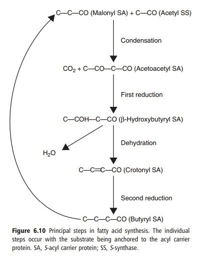 Long Chain Fatty Acid Metabolism