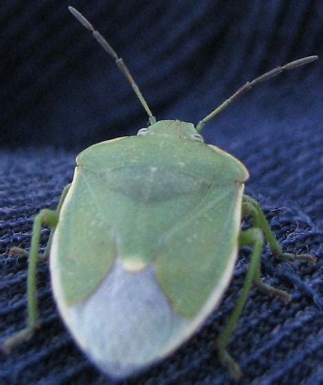 Leafy Looking Bug Beetle Chlorochroa Persimilis Bugguidenet