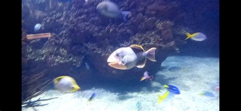 Yellowmargin Triggerfish Zoochat