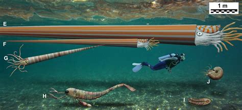 Largest Extinct Cephalopod
