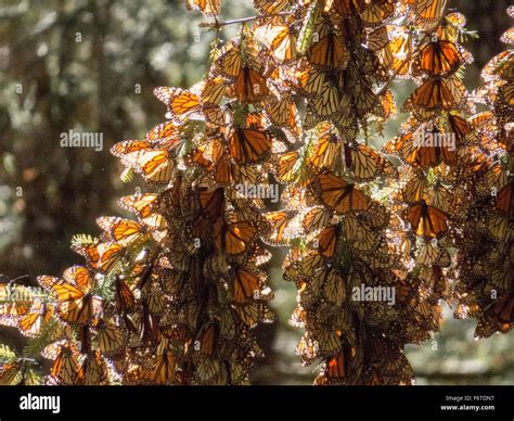 Photos Of Monarch Butterflies In Mexico At Jane Shepherd Blog