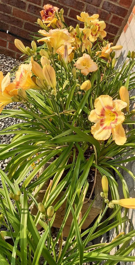 Ash In Bloom 2023 Ash Parish Council