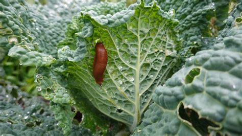 Whats Eating My Cabbage 15 Common Cabbage Pests