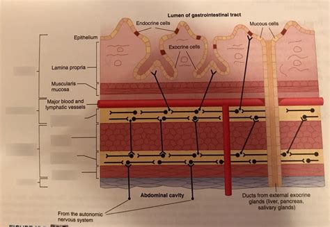 Lab 6digestive System Labeling Layers Of The Gi Tract Diagram Quizlet Lab 6digestive System Labeling Layers Of The Gi Tract Diagram Quizlet
