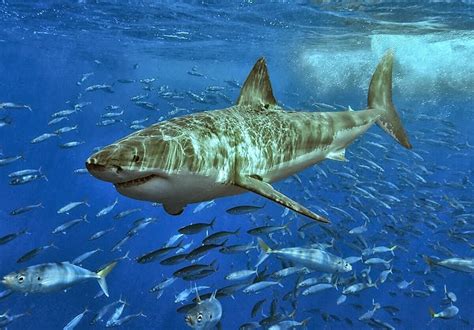 Carcharodon Carcharias Carcharodon Carcharias The Great White Shark