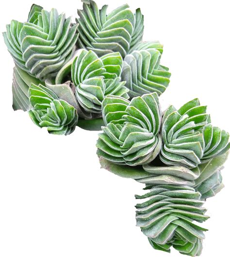 Savanna Selection Succulents Unlimited Bv